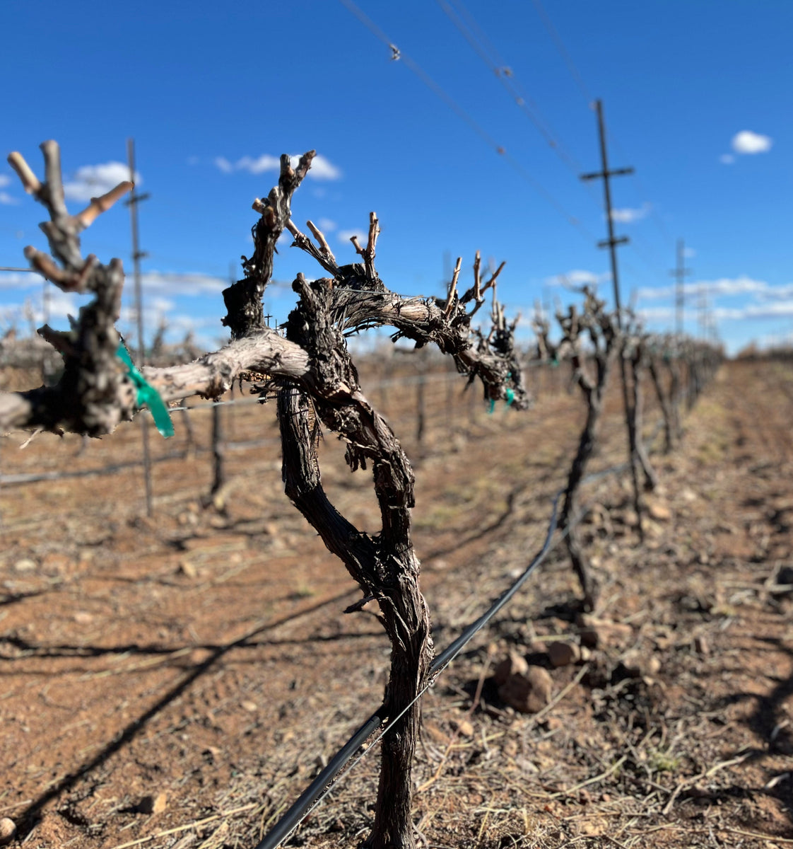 It's Time to Wake the Vines… – SONORAN WINES